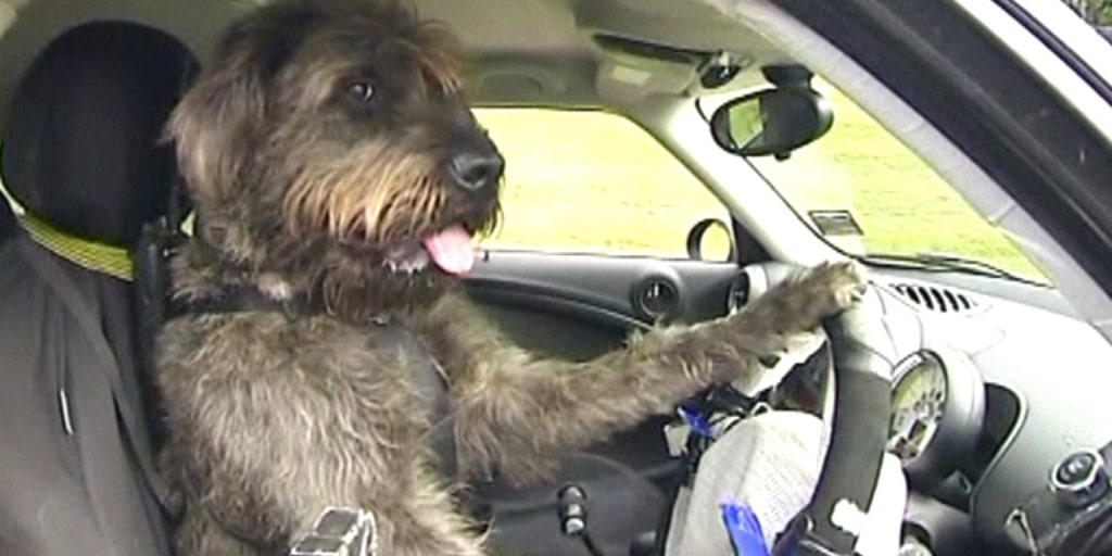 Pups put pedal to metal | Fox News Video