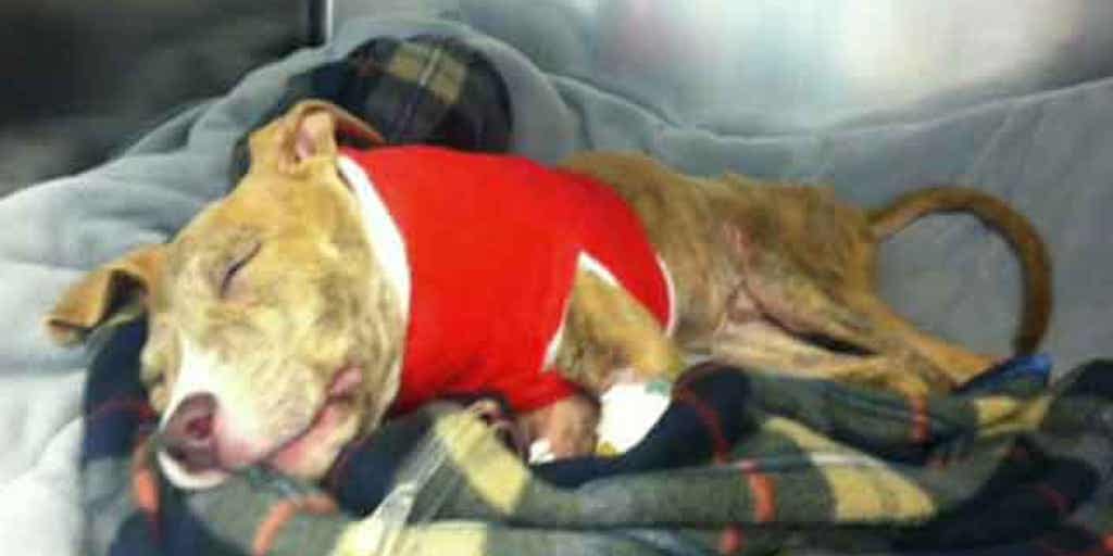 An update on 'Joey the dog' | Fox News Video