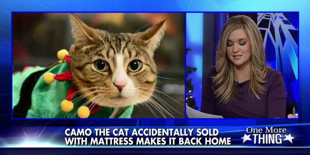 123014_cat | Fox News Video