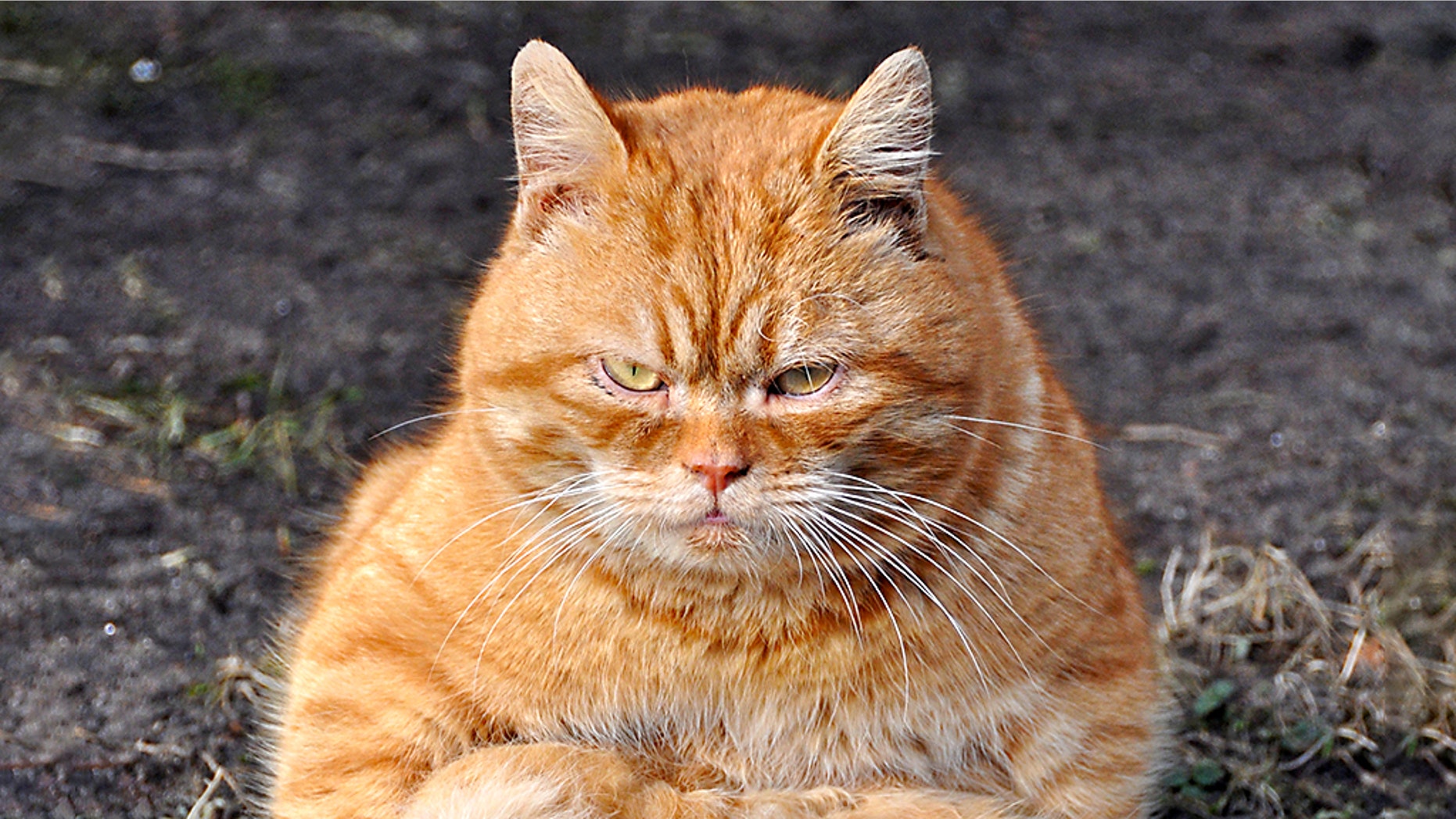 Desperate Oklahoma Moms Plea For Orange Garfield Like Cat To Borrow