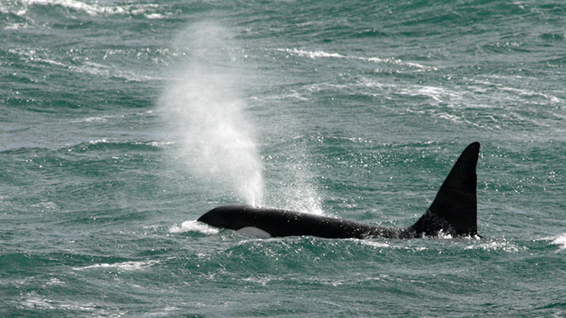 Incredible viral video shows orcas hunt down a minke whale | Fox News Incredible viral video shows orcas hunt down a minke whale | Fox News
