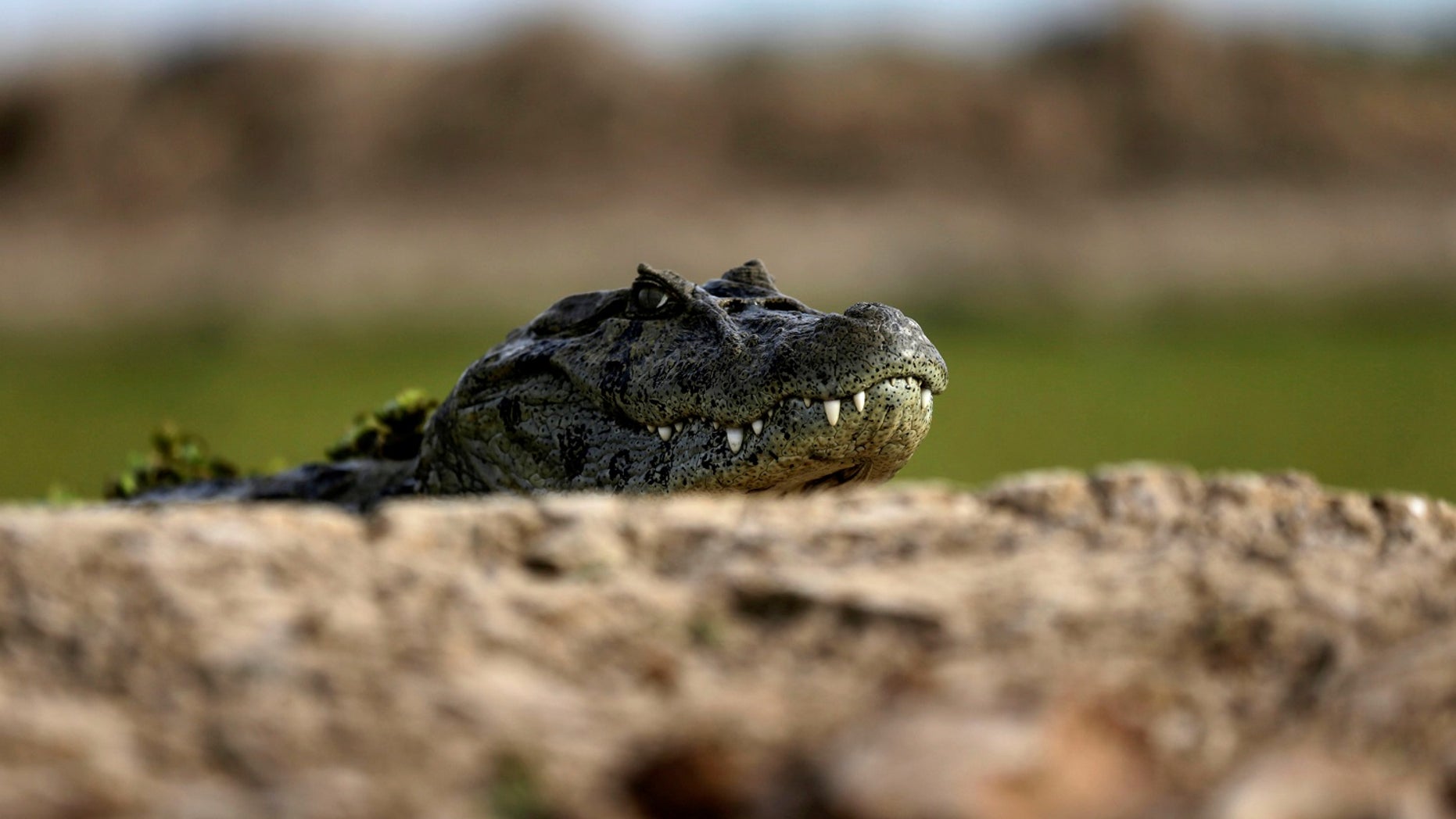 7-foot alligator spotted in Tennessee is latest of 'several confirmed ... 7-foot alligator spotted in Tennessee is latest of 'several confirmed ...