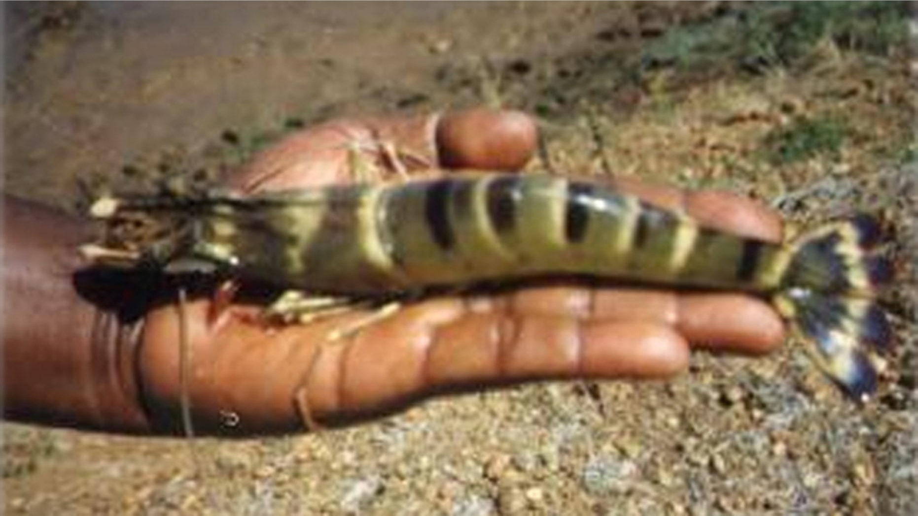 Giant Alien Prawn Invasion Threatens Texan Coast | Fox News Giant Alien Prawn Invasion Threatens Texan Coast | Fox News