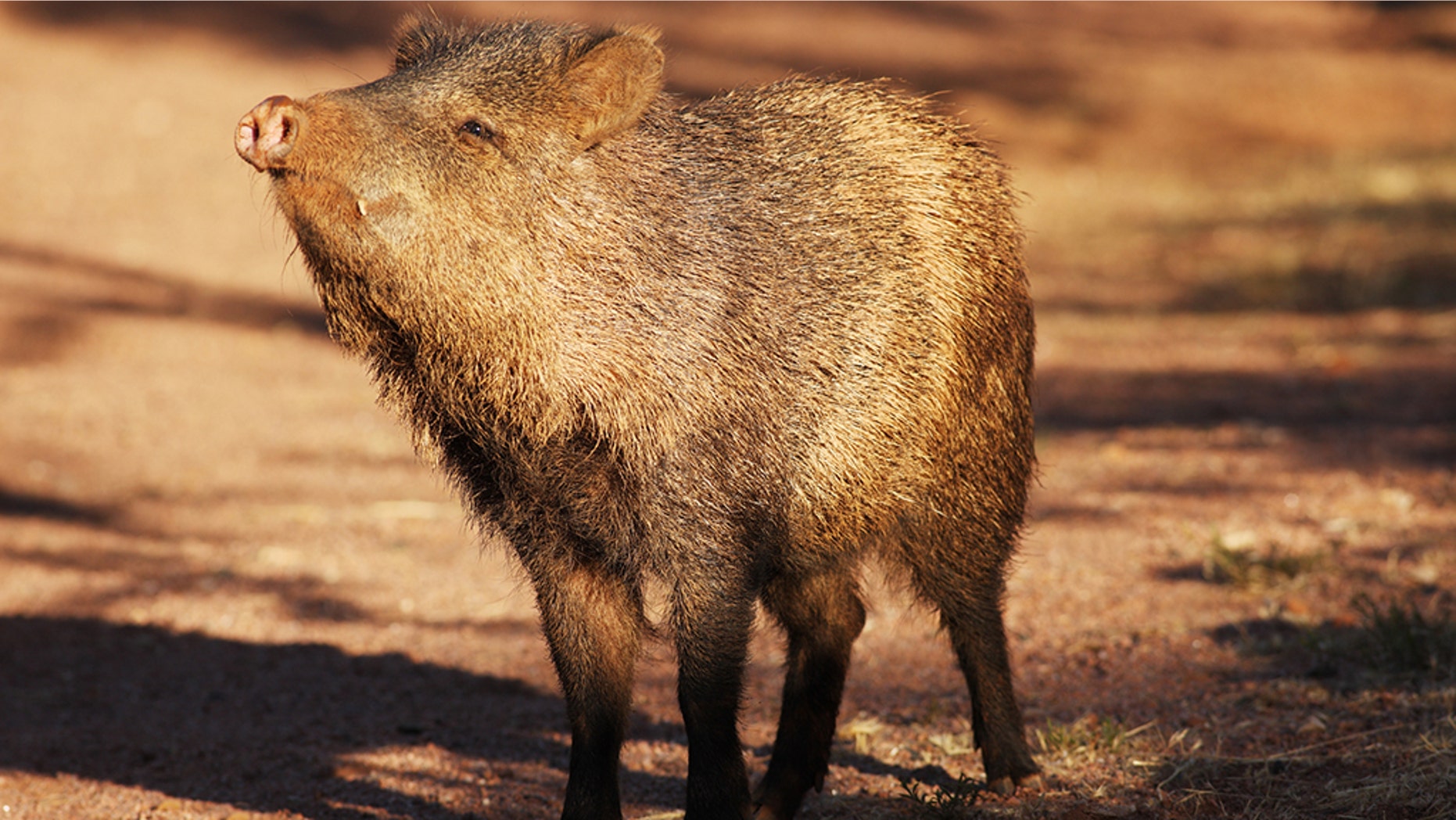 Tennessee scientists unearth fossils of prehistoric pig-like creatures ... Tennessee scientists unearth fossils of prehistoric pig-like creatures ...