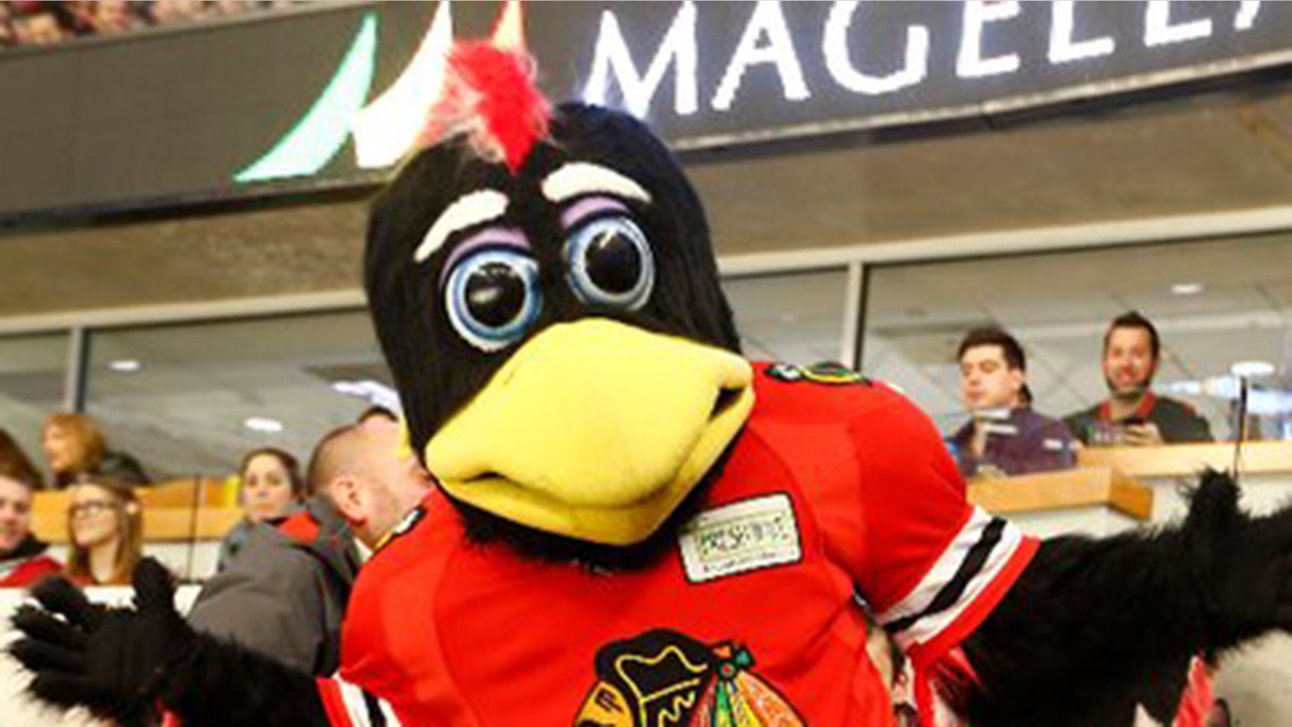 Chicago Blackhawks mascot punches, body slams fan in viral video | Fox News Chicago Blackhawks mascot punches, body slams fan in viral video | Fox News