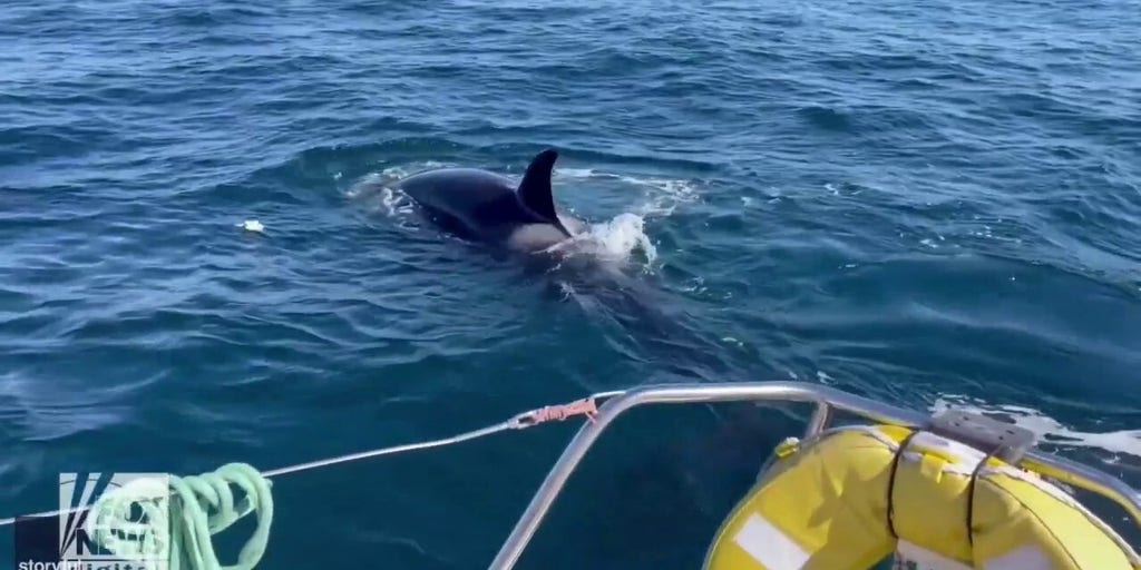 Watch as killer whales attack a boat off the coast of Portugal | Fox News Video