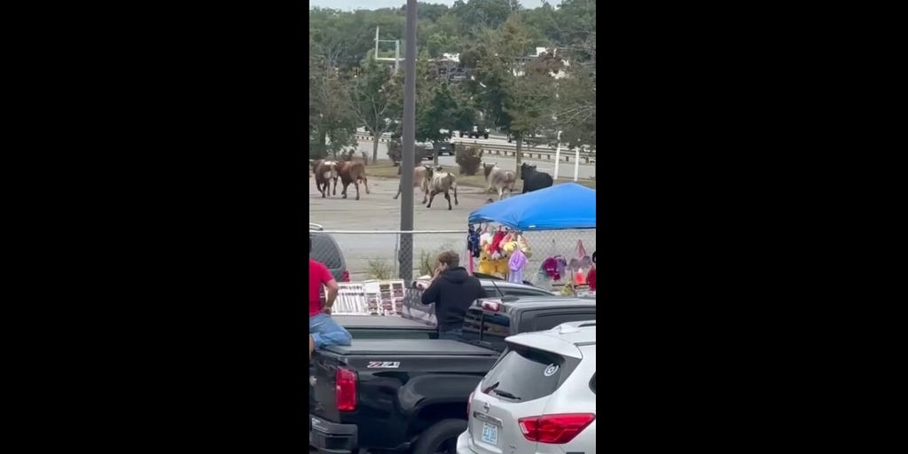 Wild moment bulls bolt through crowd at Massachusetts rodeo event | Fox ...