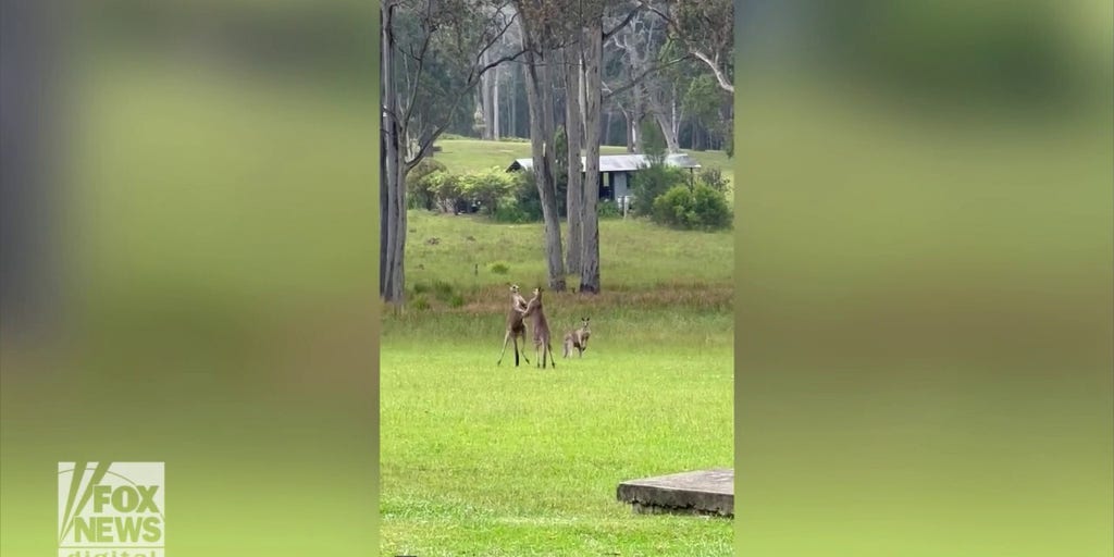 Wedding ceremony halted as kangaroo fight breaks out | Fox News Video