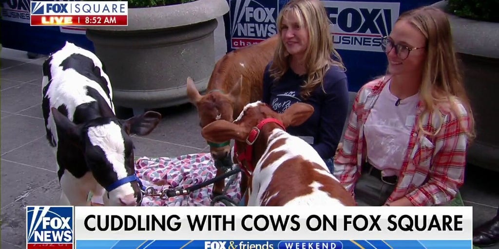 'Fox & Friends' cuddles with cows | Fox News Video