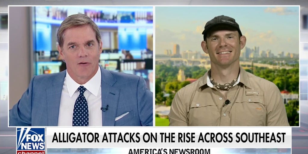Alligator attacks on the rise in the southeast | Fox News Video