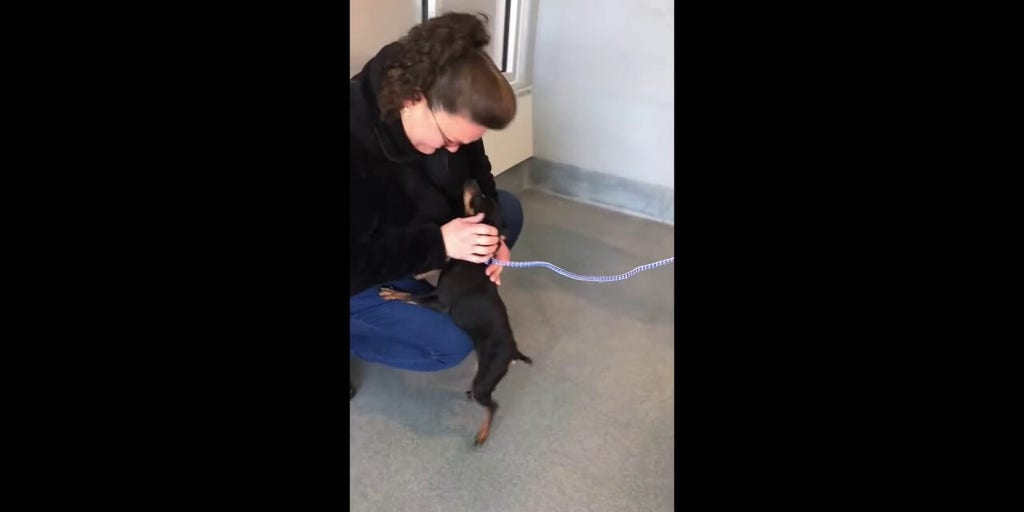 Virginia woman reunited with missing dog after 7 years | Fox News Video