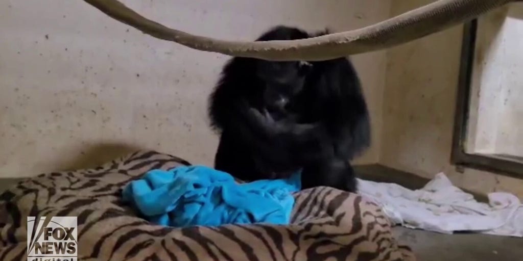 Amazing moment mother chimpanzee is reunited with her baby | Fox News Video