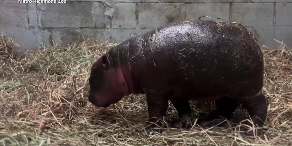 Zoo in Virginia welcomes newborn pygmy hippopotamus calf | Fox News Video