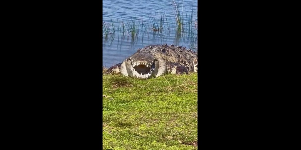 'Croczilla' shows a smile while sunbathing in the Everglades | Fox News ...