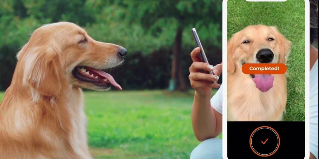 Facial recognition app can identify your pet’s face with 99% accuracy ...