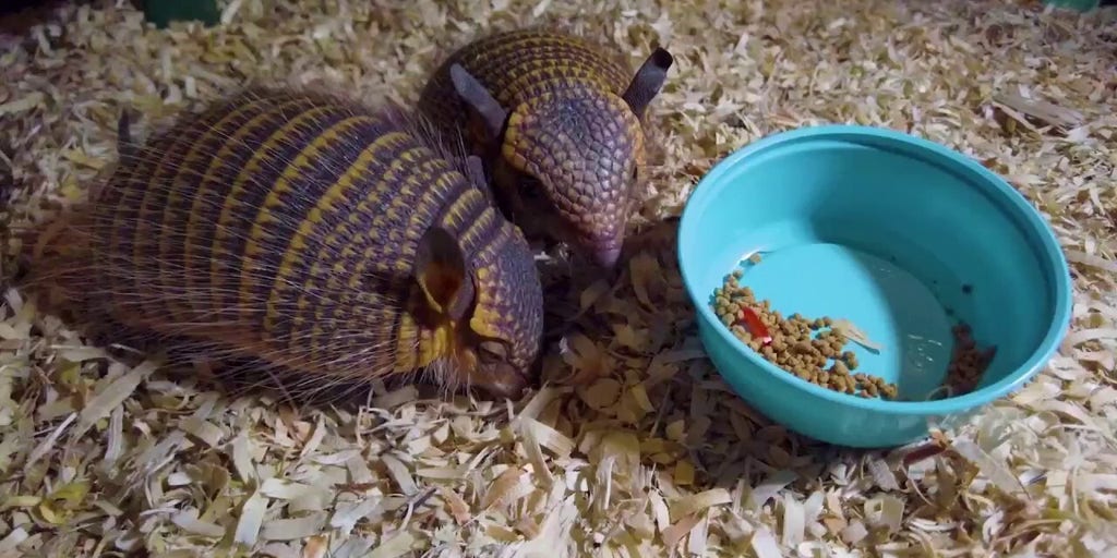 New Orleans zoo celebrates the birth of armadillo pups | Fox News Video