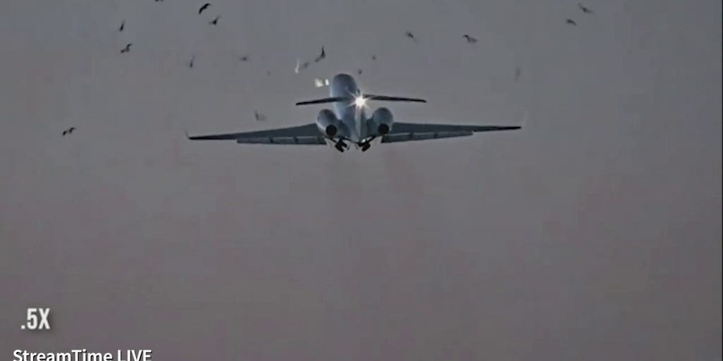 Government plane hits flock of birds during takeoff in Chicago | Fox ...