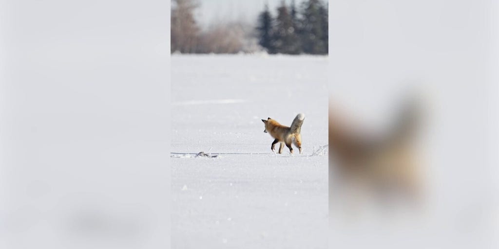Fox spotted looking for prey dives head-first into snow | Fox News Video