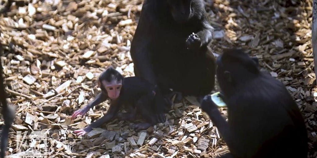 Baby monkey seen playing among friends and family | Fox News Video