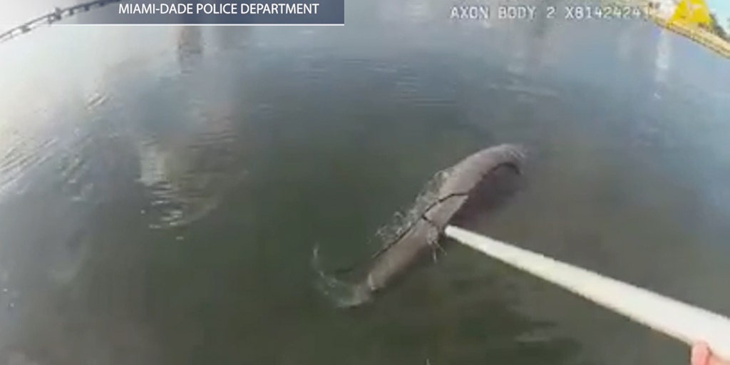 Miami police officer rescues dolphin | Fox News Video