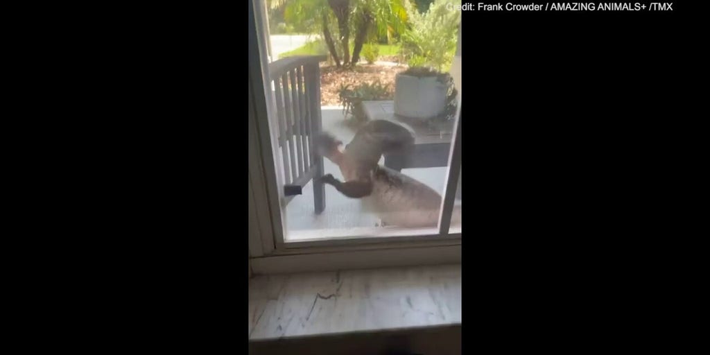Large lizard walks up to a homeowner's window in Apopka, Florida | Fox ...