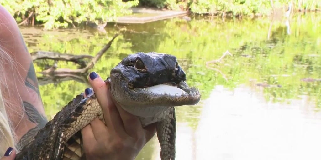 Florida alligator missing half its jaw has new home | Fox News Video