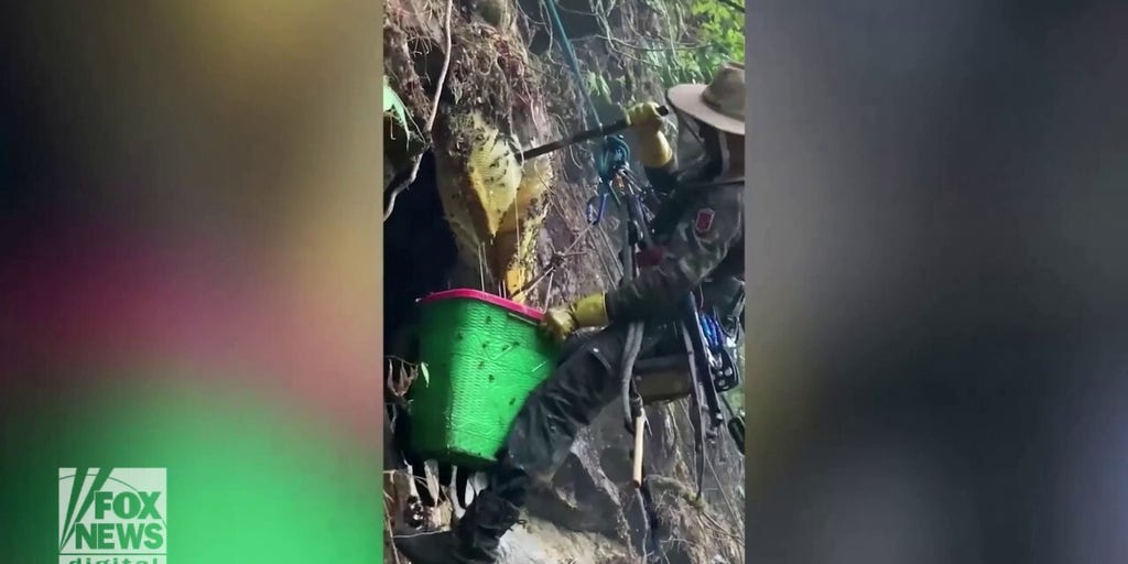 Watch these brave bee keepers collect honey | Fox News Video