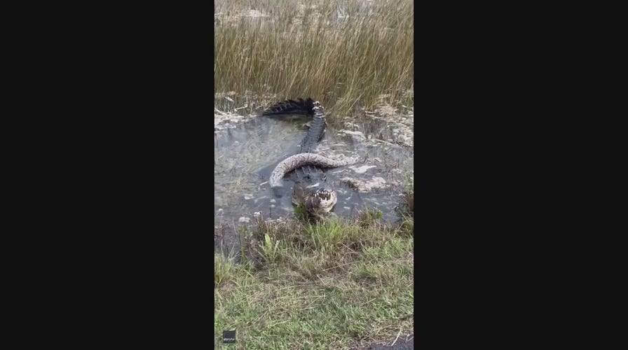 Florida alligator caught devouring python at national park | Fox News Florida alligator caught devouring python at national park | Fox News