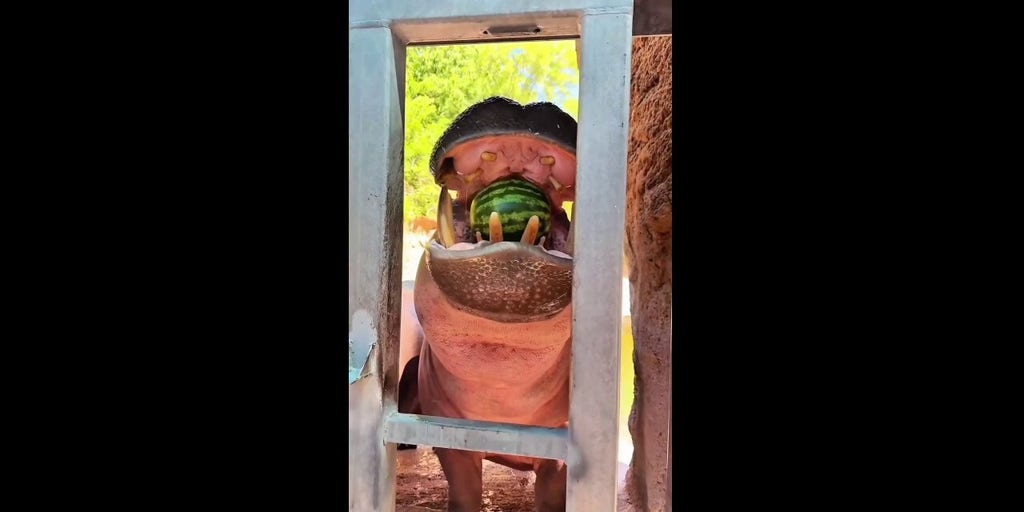 Hungry hippos enjoy delicious summer snack, eat watermelons in one big ...
