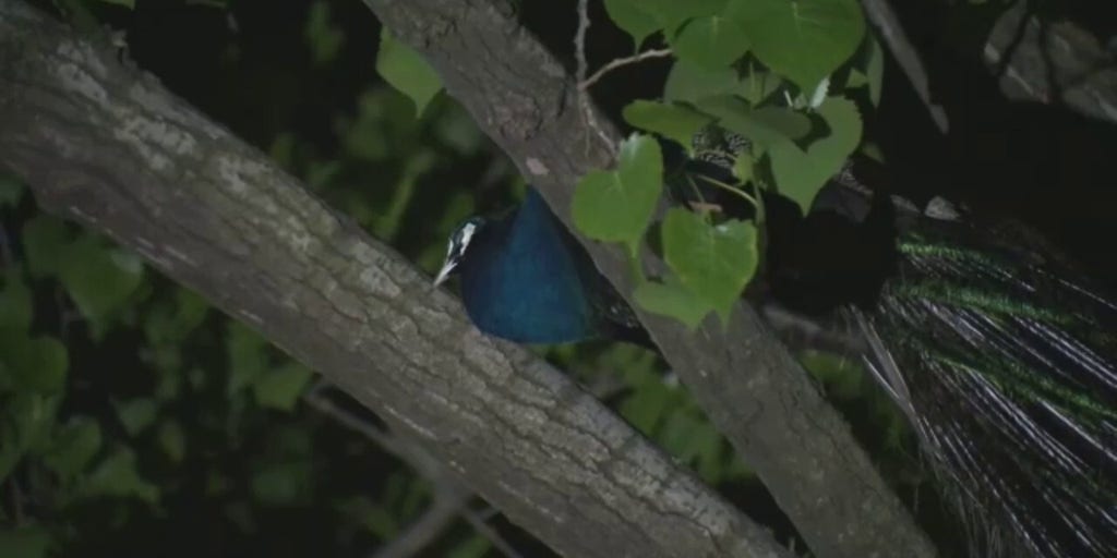 Bronx Zoo peacock attacks man, flees to tree perch | Fox News Video