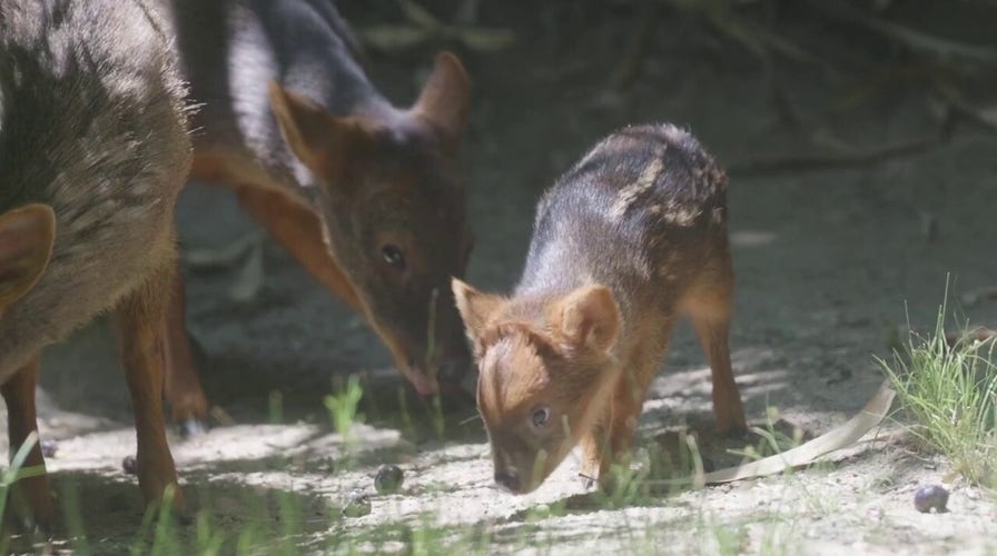 Pudu fawn, one of the world's smallest deer species, makes its debut at ...