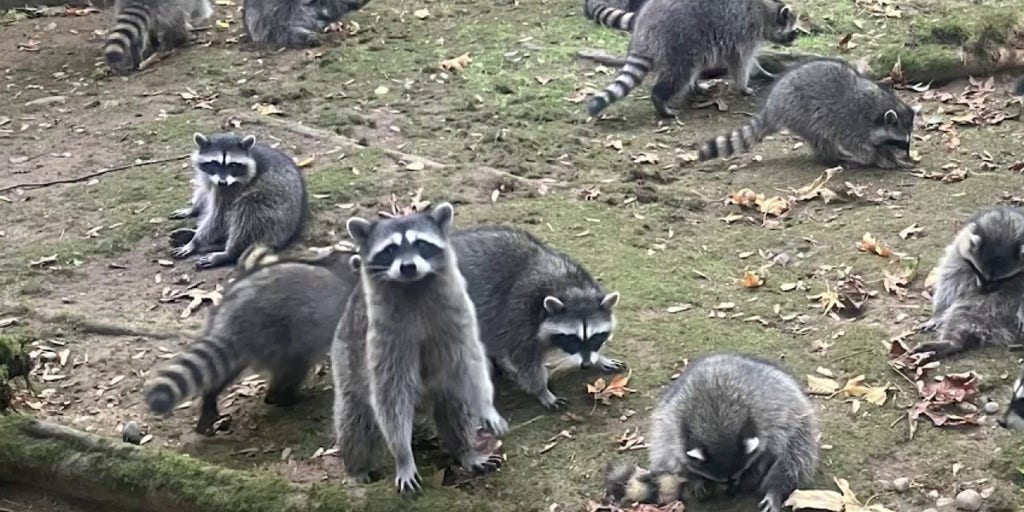 Hundreds of raccoons take over woman's yard in Washington state | Fox ...
