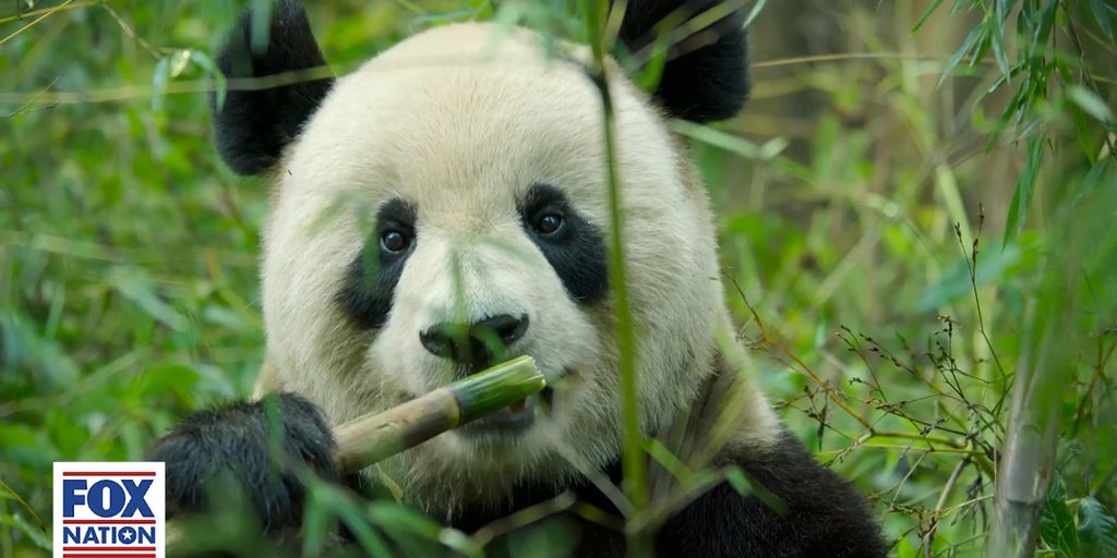 Fox Nation’s ‘A Year on Planet Earth’: Sichuan Province in June | Fox ...