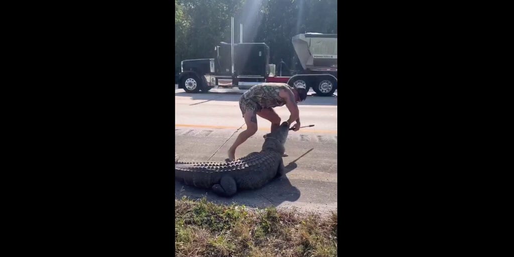Barefoot man wrangles large alligator on busy Florida freeway | Fox ...