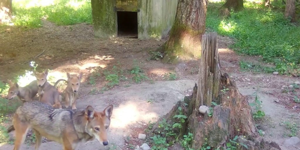 Endangered red wolf puppies spotted playing together | Fox News Video