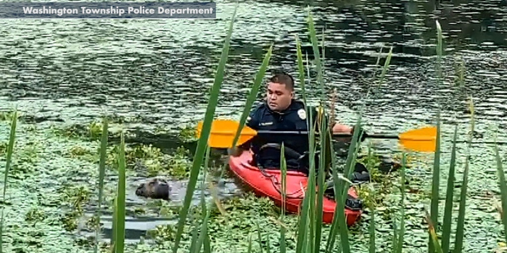 Cop in kayak helps rescue dog stuck in muddy pond | Fox News Video