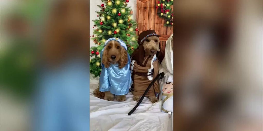 Dogs dress up for Nativity scene ahead of Christmas holiday | Fox News ...