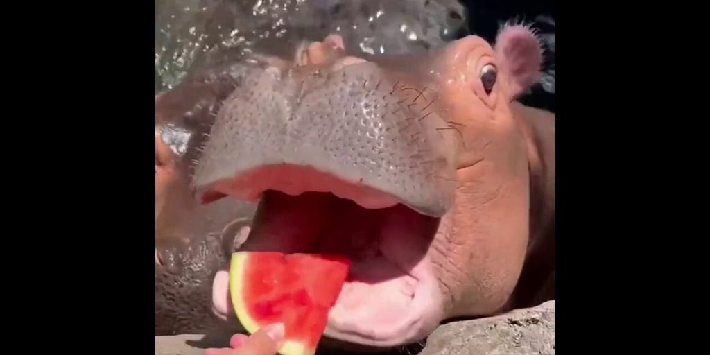 Open wide! Hippo enjoys watermelon on his first birthday | Fox News Video