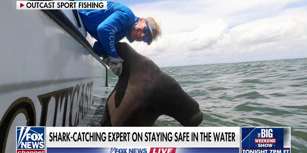 Despite five NY shark bites since Monday, the odds are ‘in your favor ...