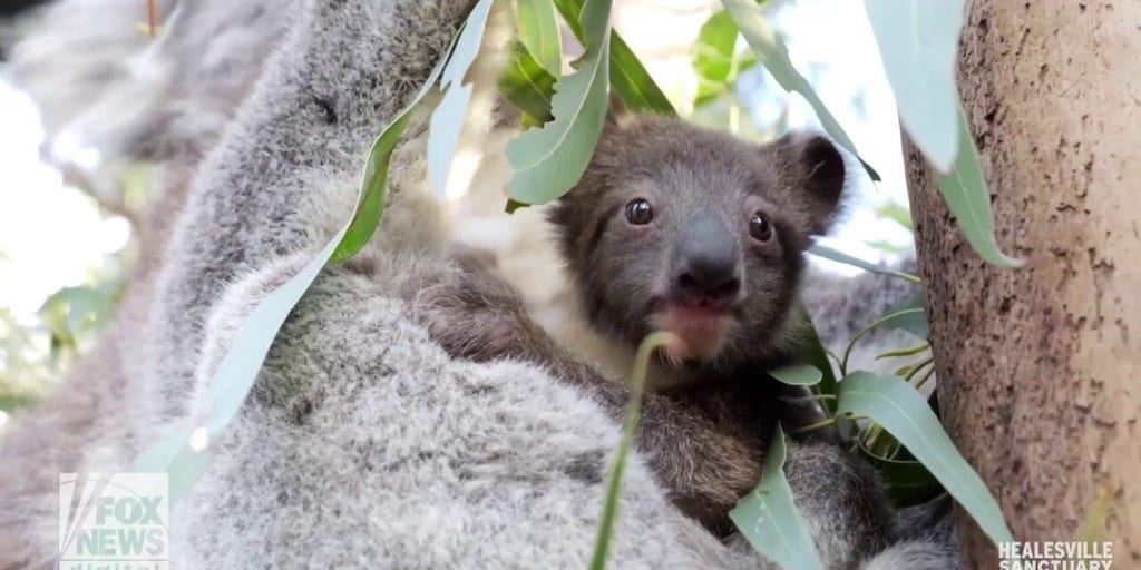 Koala joey makes highly anticipated ‘pouch premiere’ at local zoo | Fox ...