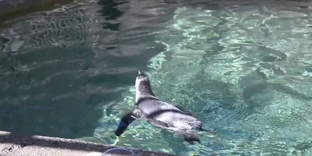 Surf's up! Baby penguin practices her swimming skills | Fox News Video