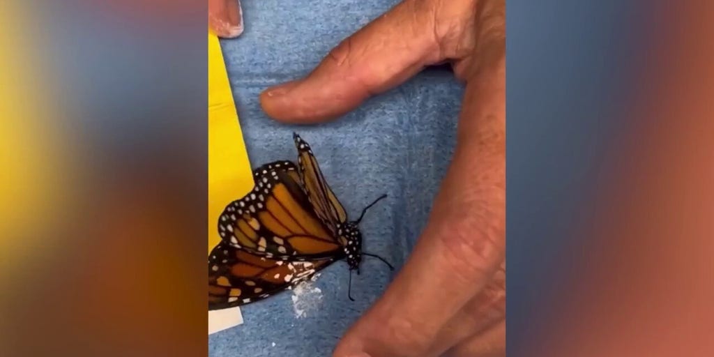 Injured monarch butterfly flies again after rare wing transplant ...
