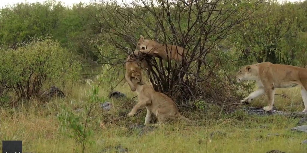 Juvenile lions captured on video playing in Kenya | Fox News Video