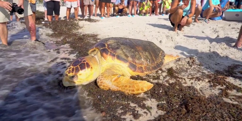 Watch the sweet moment a loggerhead sea turtle is released into the ...