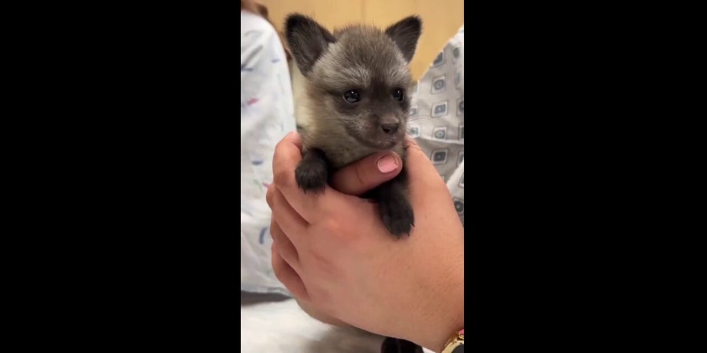 Bat-eared fox kit at the Cincinnati Zoo is bottle-fed by carers | Fox ...