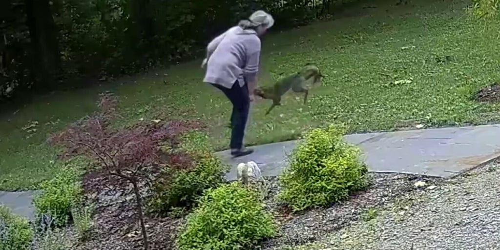 Rabid fox repeatedly bites woman in frenzied attack | Fox News Video