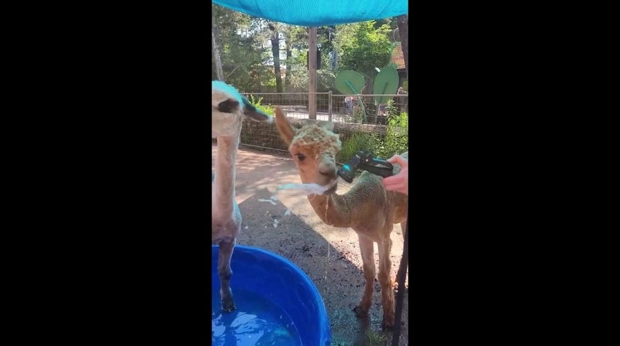 Alpacas have pool party to cool off in summer heat at Philadelphia Zoo ...
