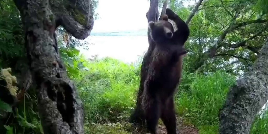 Dances with bears? Cub in Russia captured on video scratching his back on nearby tree | Fox News ...