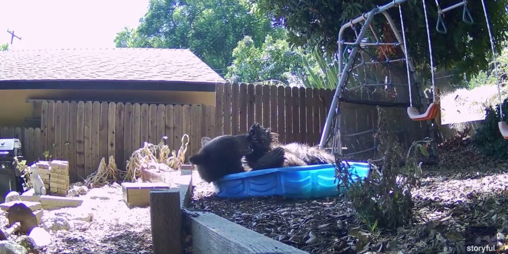 Bear squeezes into plastic kiddie pool to cool off on warm day | Fox ...