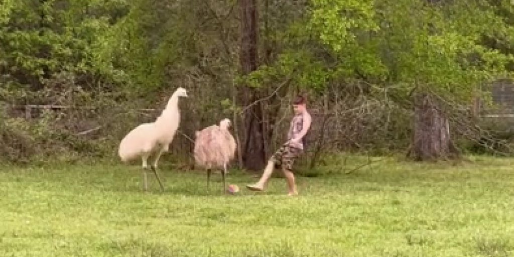 Emus show off impressive ball skills after joining kids’ soccer game ...